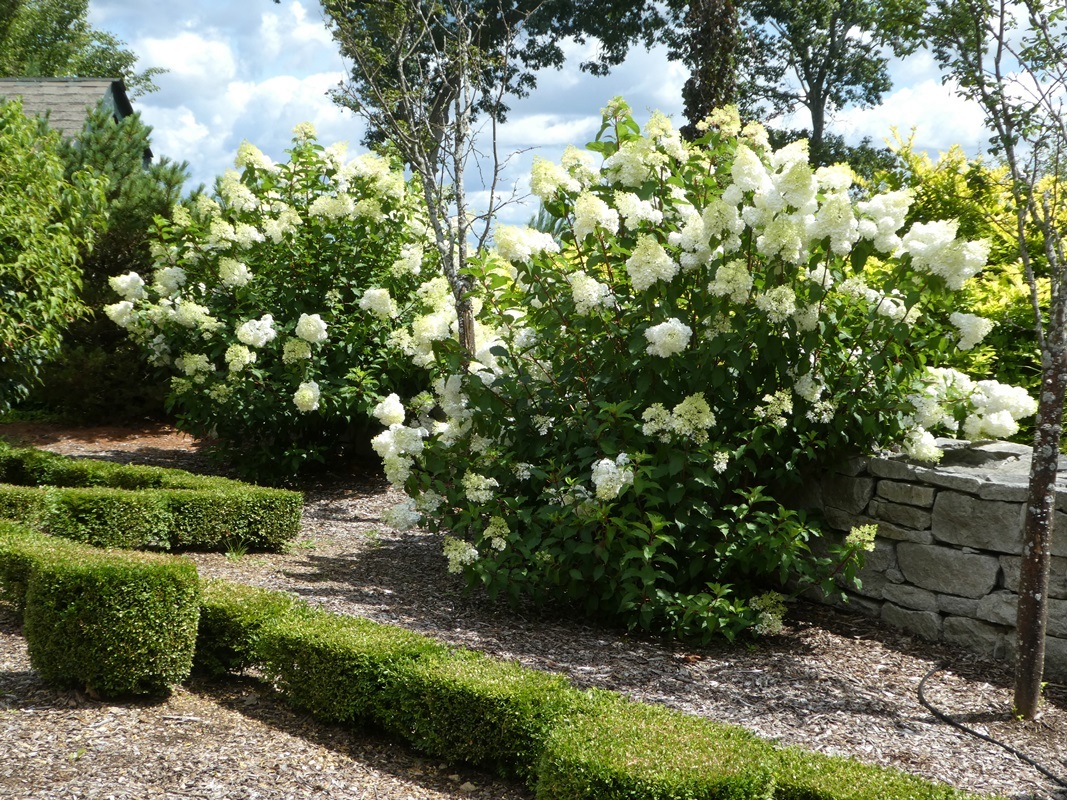 Hydrangea 'Limelight' - Lorraine Ballato