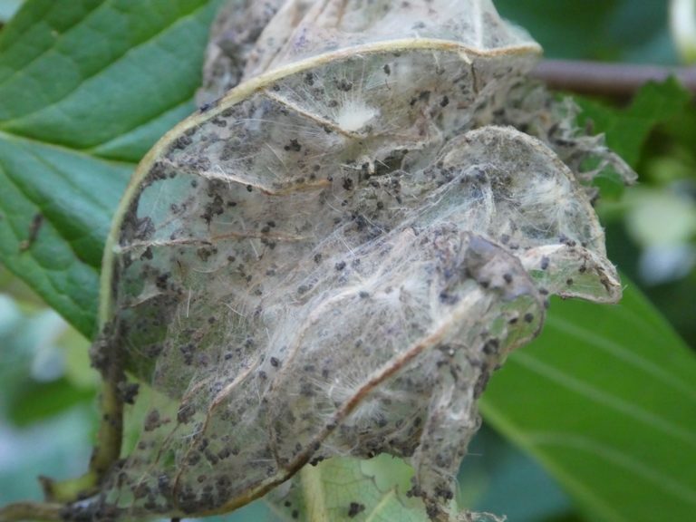 Web Worms on Hydrangeas - Lorraine Ballato