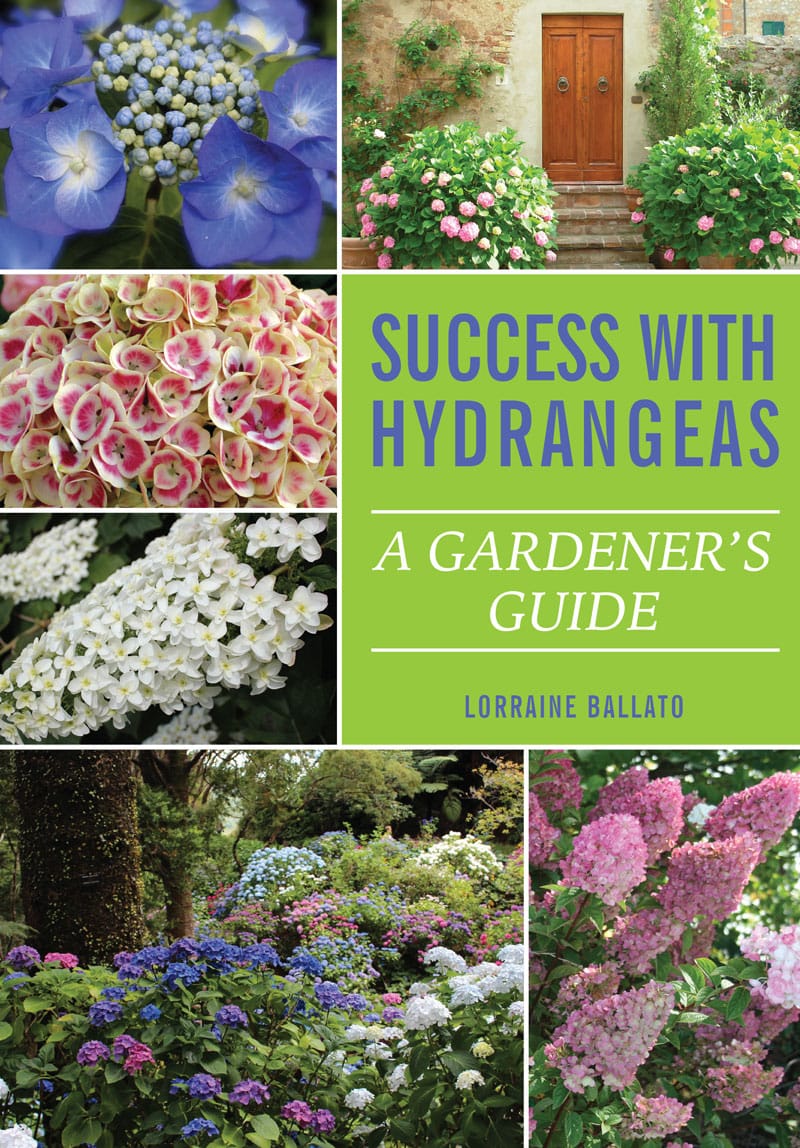 Award-Winning Success With Hydrangeas Book - Lorraine Ballato