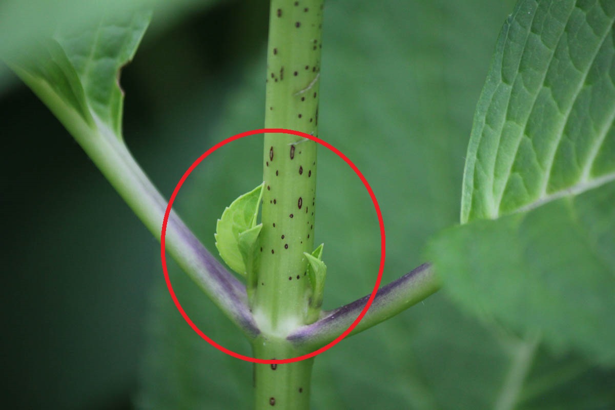 HYDRANGEA PLANNING - Lorraine Ballato