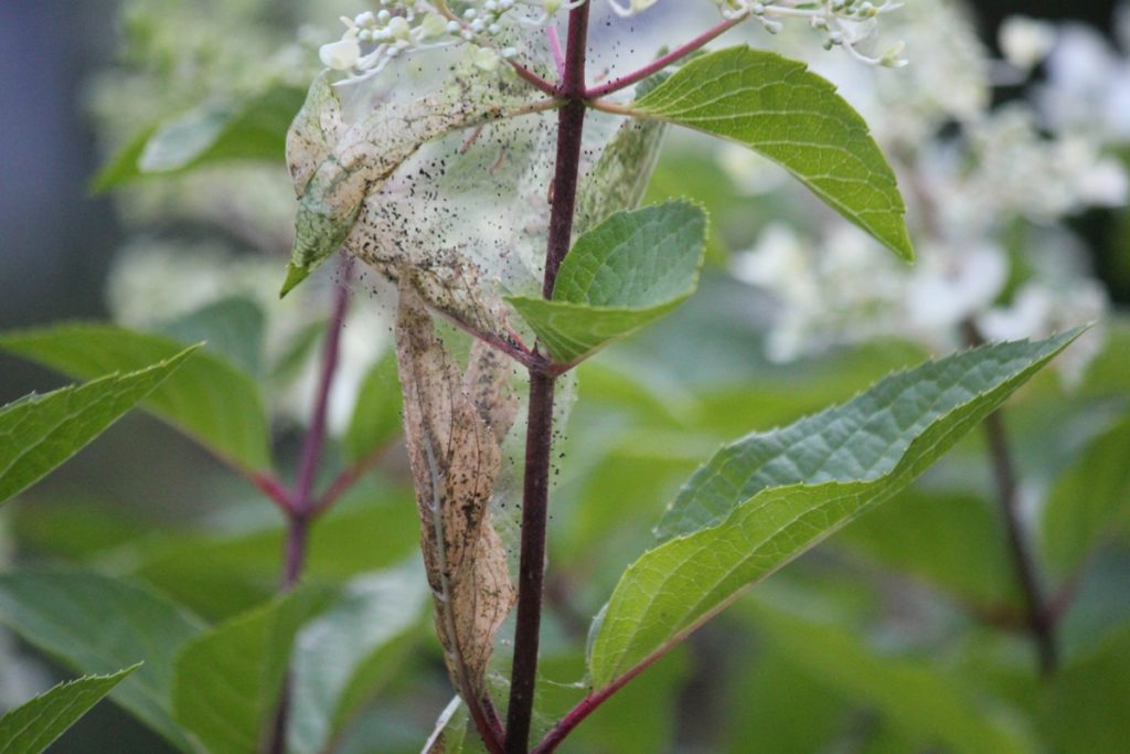 Hydrangea Care For July - Lorraine Ballato