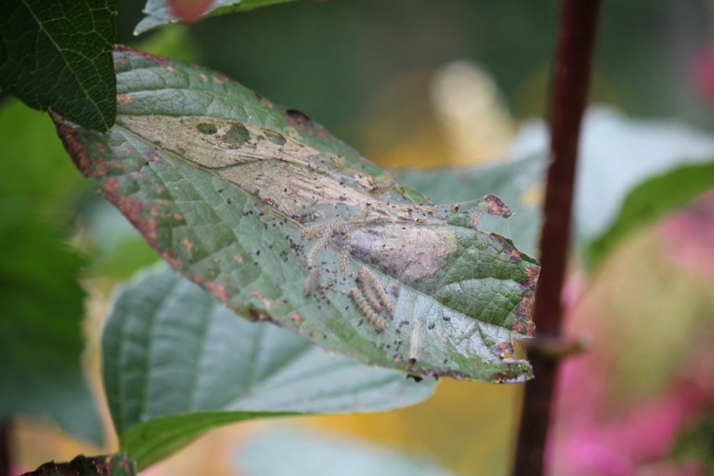 Web Worms On Panicle Hydrangeas - Lorraine Ballato