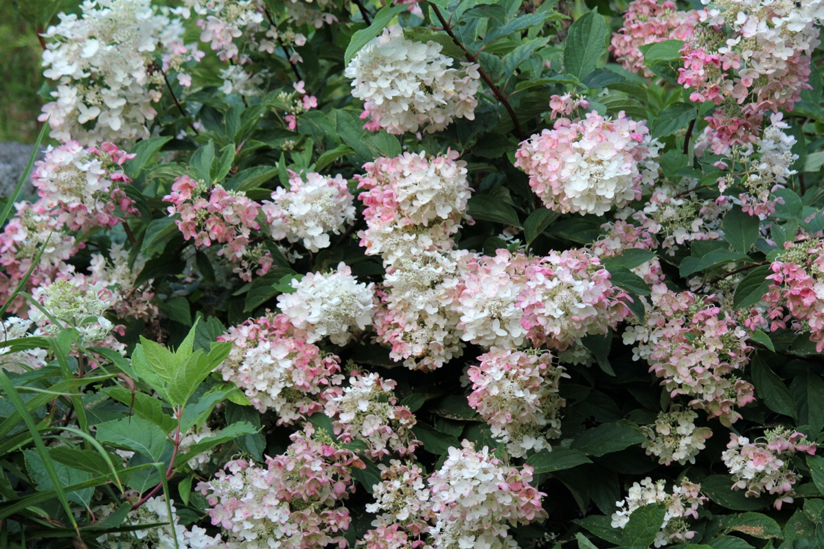 Panicle Hydrangeas On Parade - Lorraine Ballato
