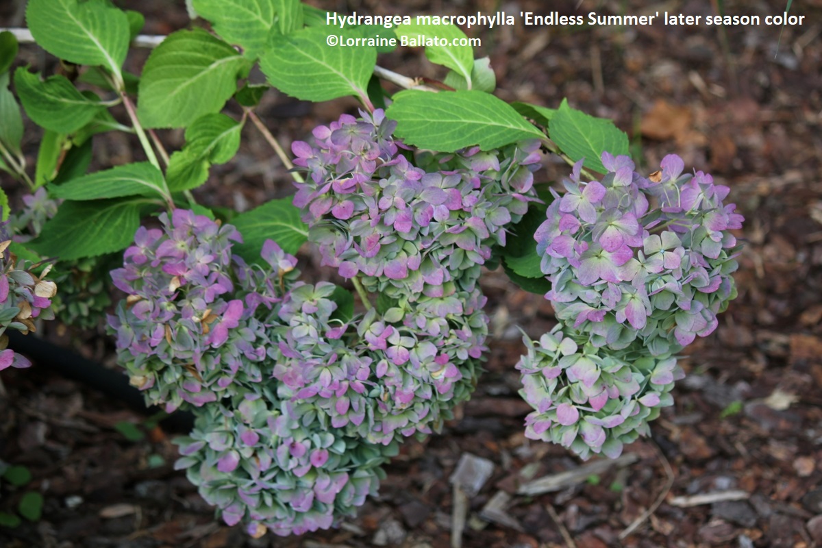 Hydrangeas and Late Season Color - Lorraine Ballato
