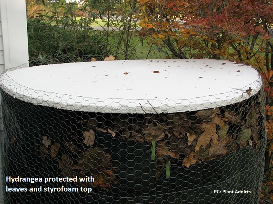 HYDRANGEA WINTER PROTECTION - Lorraine Ballato