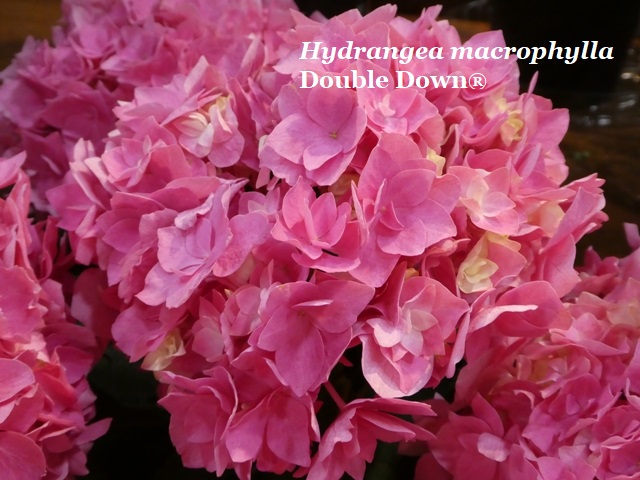 NEW HYDRANGEAS, PART 3 - Lorraine Ballato