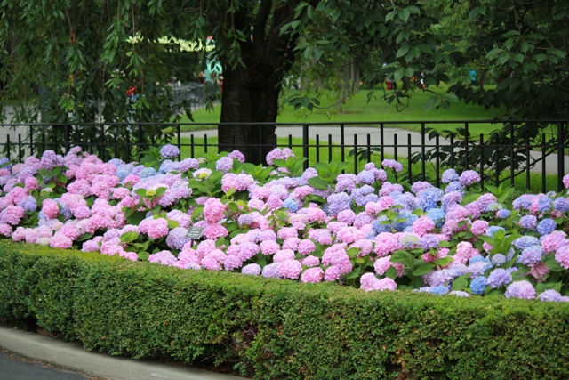 HYDRANGEA PLANNING - Lorraine Ballato