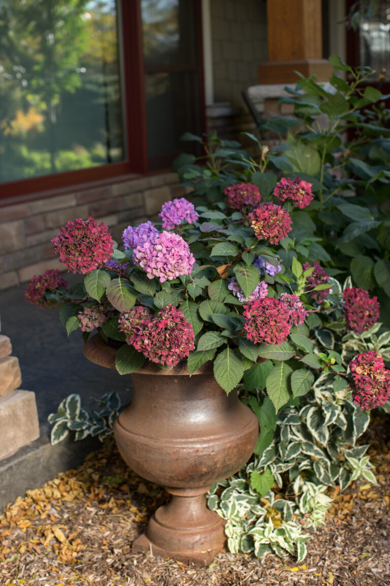 HYDRANGEAS FOR CONTAINERS - Lorraine Ballato