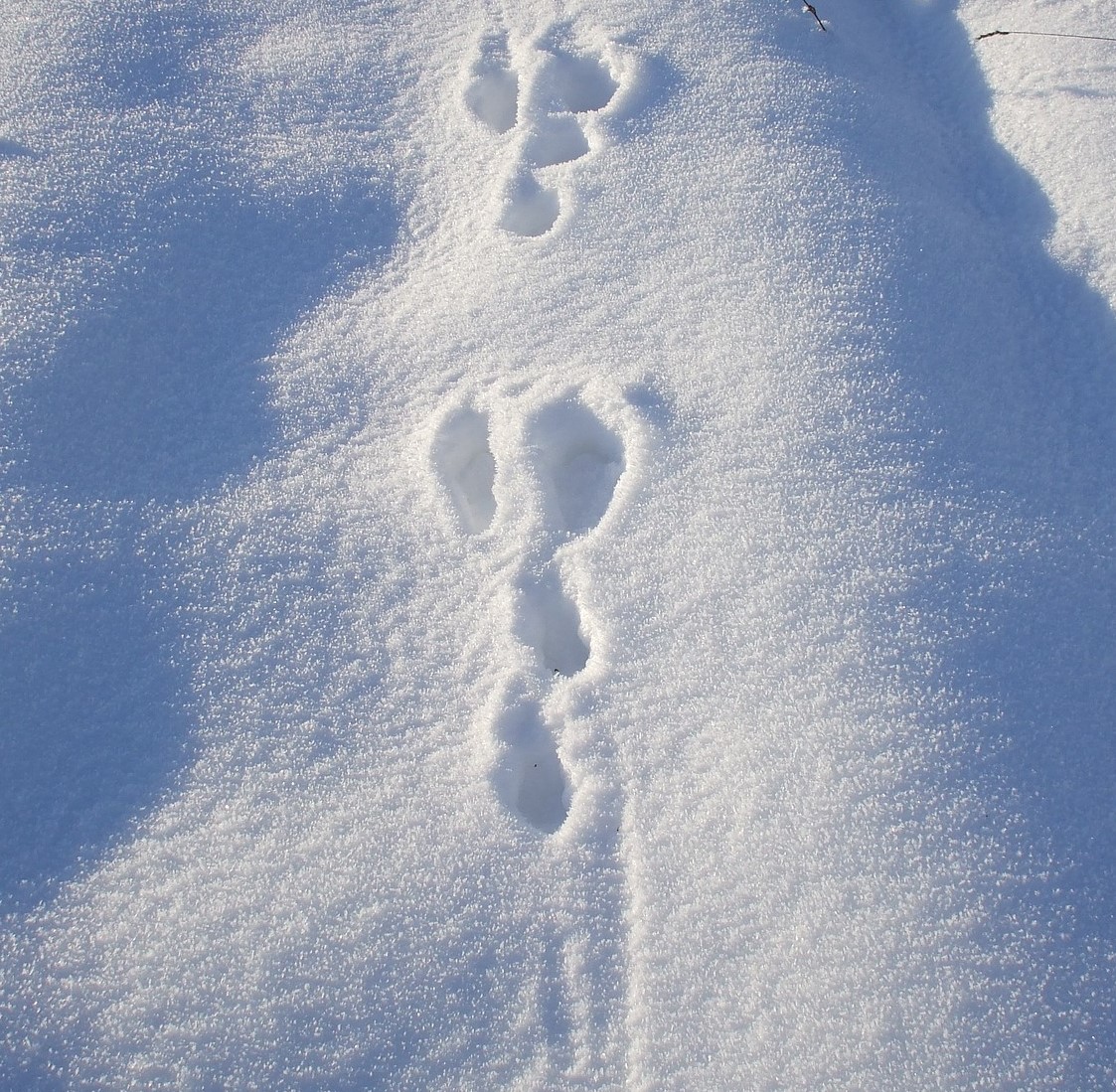GARDENING IN WINTER - Lorraine Ballato