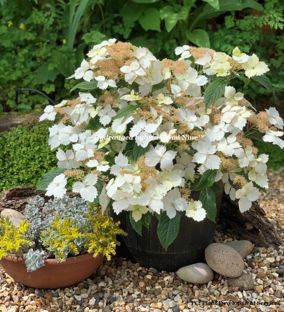 NEW HYDRANGEA 2024 INTRODUCTIONS - Lorraine Ballato