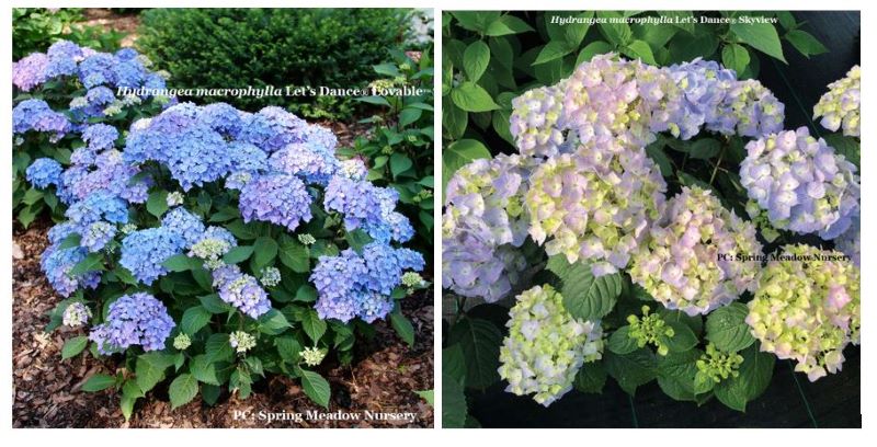 NEW HYDRANGEA 2024 INTRODUCTIONS - Lorraine Ballato